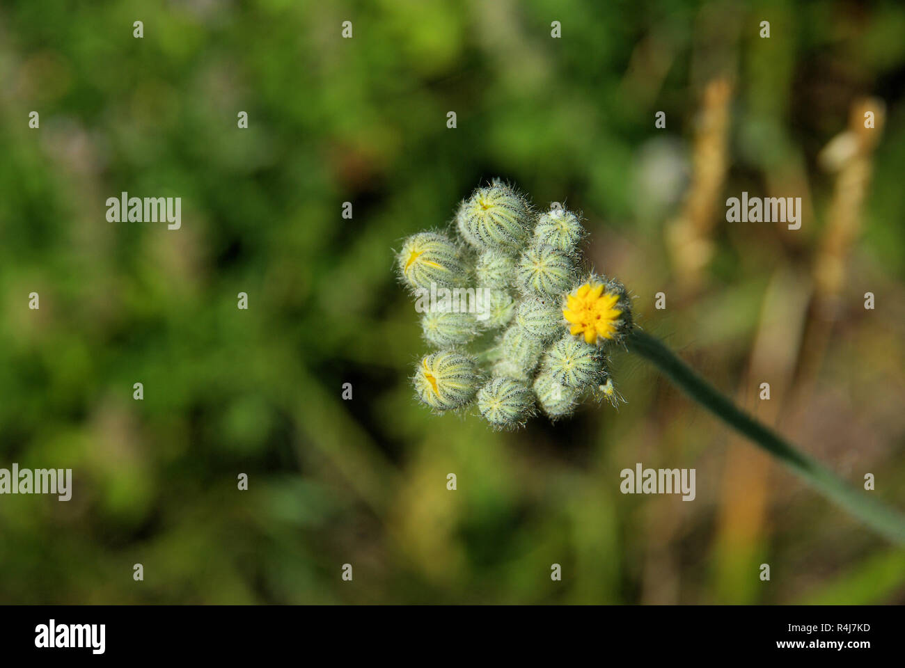 Beautiful mountain flowers. Flora of mountain ranges Stock Photo - Alamy