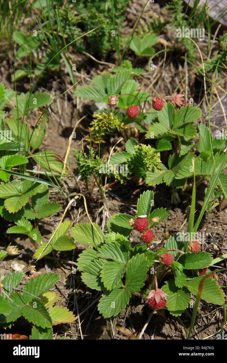 Beautiful mountain flowers. Flora of mountain ranges Stock Photo - Alamy