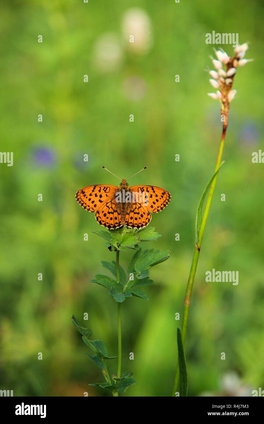 Beautiful mountain flowers. Flora of mountain ranges Stock Photo - Alamy
