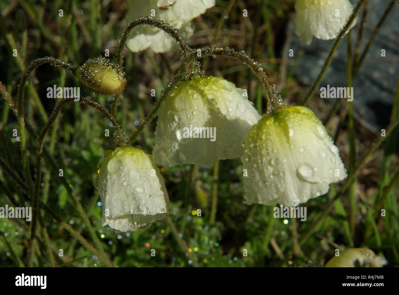 Beautiful mountain flowers. Flora of mountain ranges Stock Photo - Alamy