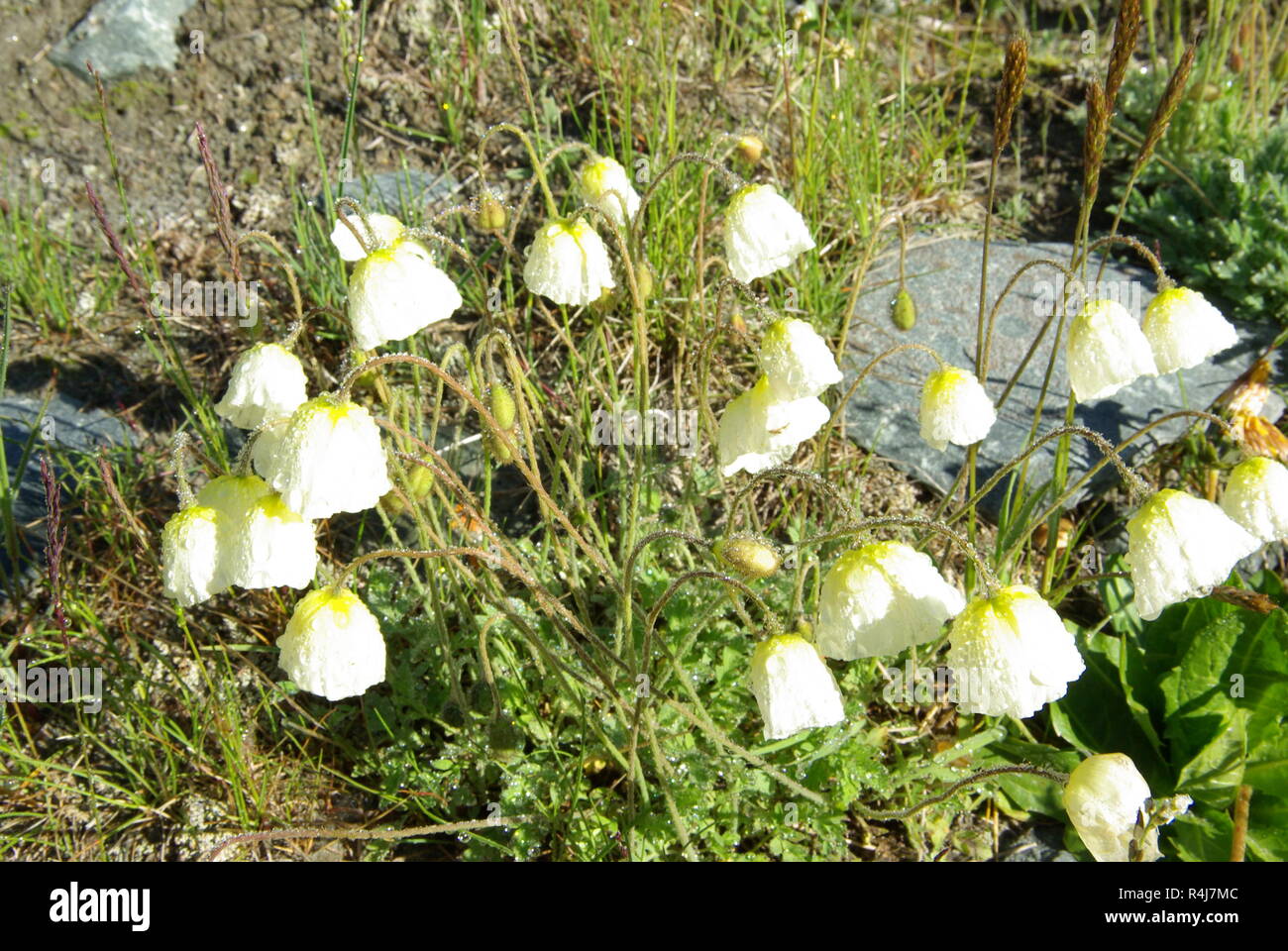 Beautiful mountain flowers. Flora of mountain ranges Stock Photo - Alamy