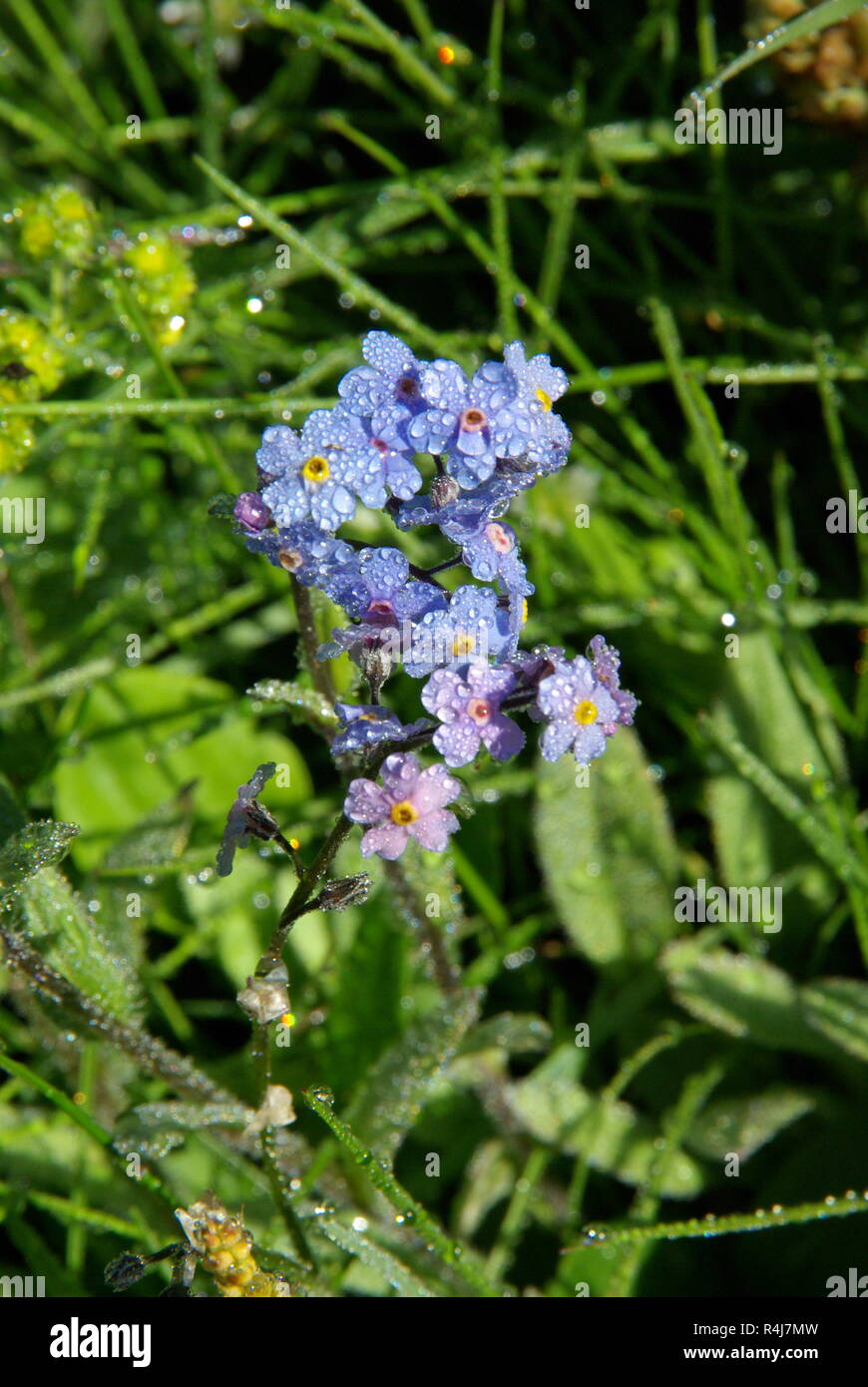 Beautiful mountain flowers. Flora of mountain ranges Stock Photo - Alamy