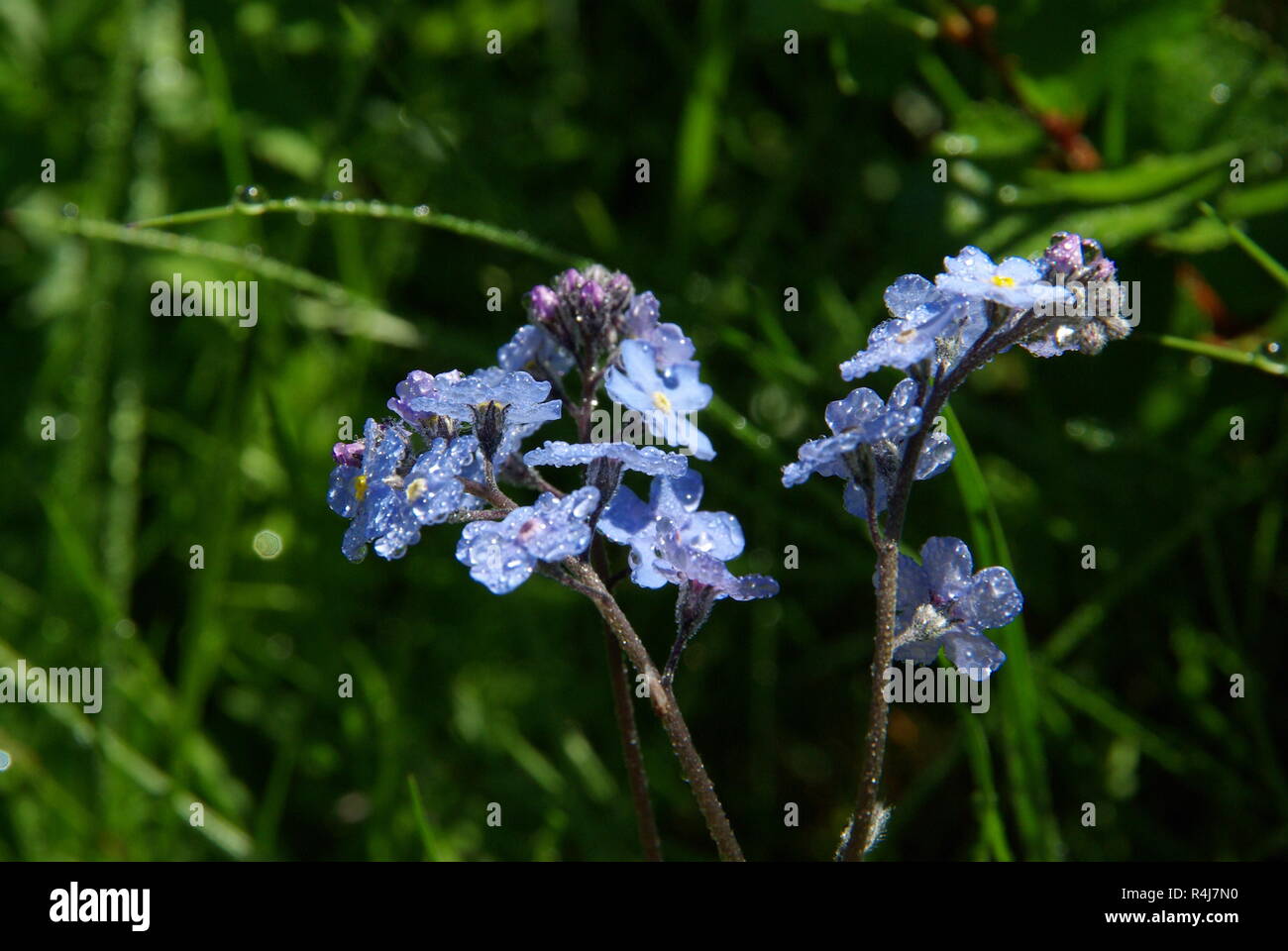 Beautiful mountain flowers. Flora of mountain ranges Stock Photo - Alamy