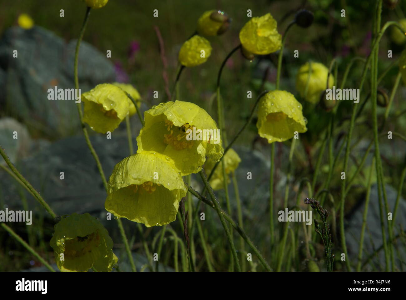 Beautiful mountain flowers. Flora of mountain ranges Stock Photo - Alamy