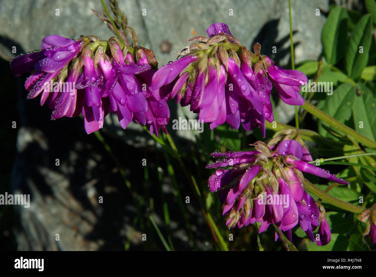 Beautiful mountain flowers. Flora of mountain ranges Stock Photo - Alamy