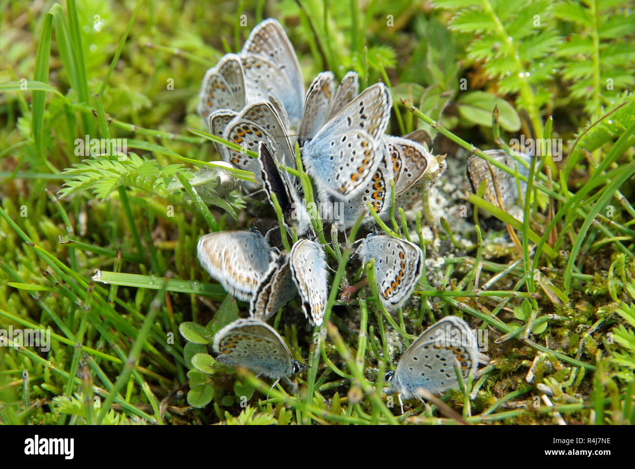 Beautiful mountain flowers. Flora of mountain ranges Stock Photo - Alamy