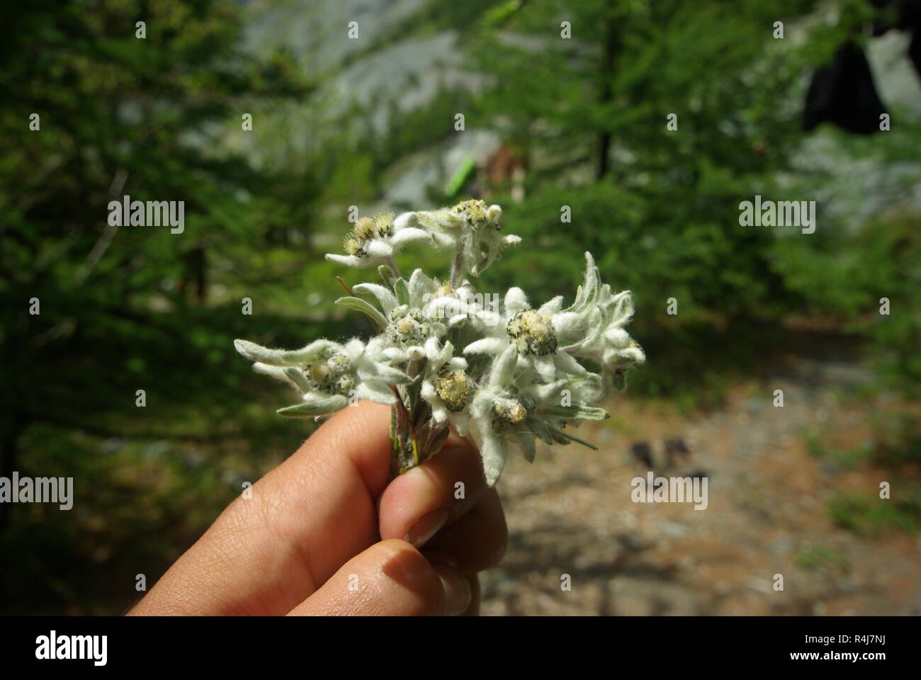 Beautiful mountain flowers. Flora of mountain ranges Stock Photo - Alamy