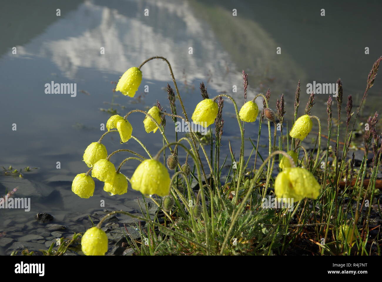 Beautiful mountain flowers. Flora of mountain ranges Stock Photo - Alamy