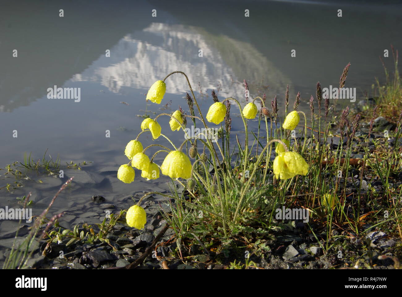 Beautiful mountain flowers. Flora of mountain ranges Stock Photo - Alamy