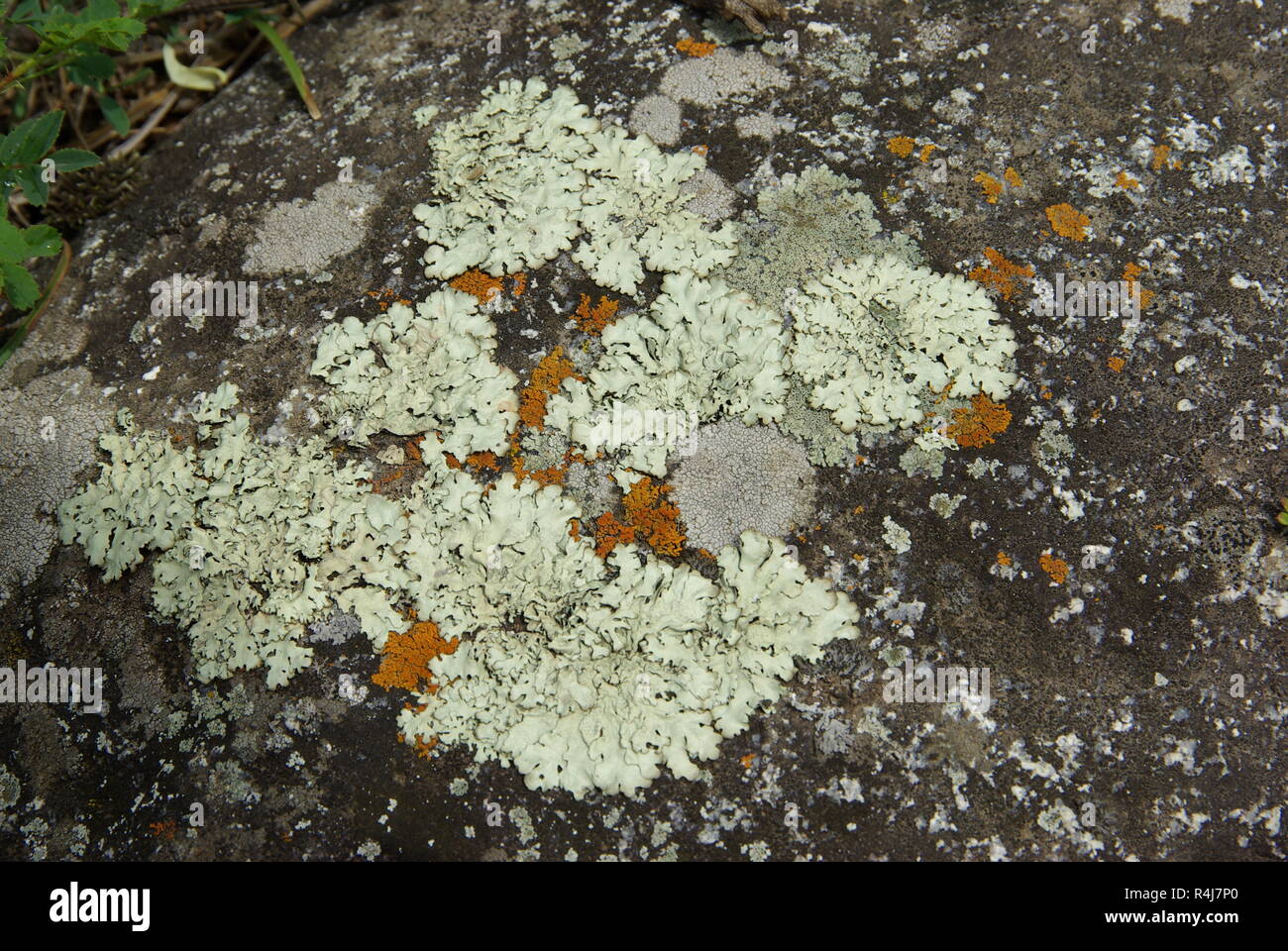 Beautiful mountain flowers. Flora of mountain ranges Stock Photo - Alamy