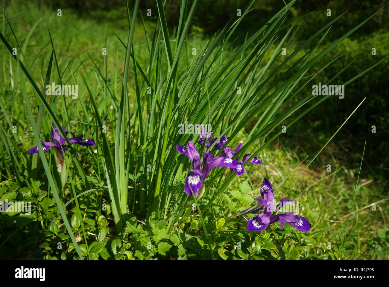 Beautiful mountain flowers. Flora of mountain ranges Stock Photo - Alamy
