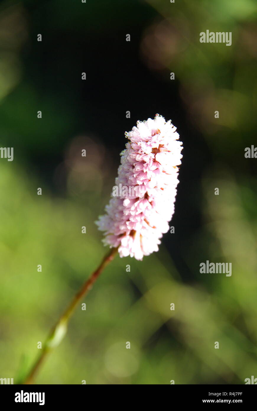 Beautiful mountain flowers. Flora of mountain ranges Stock Photo - Alamy