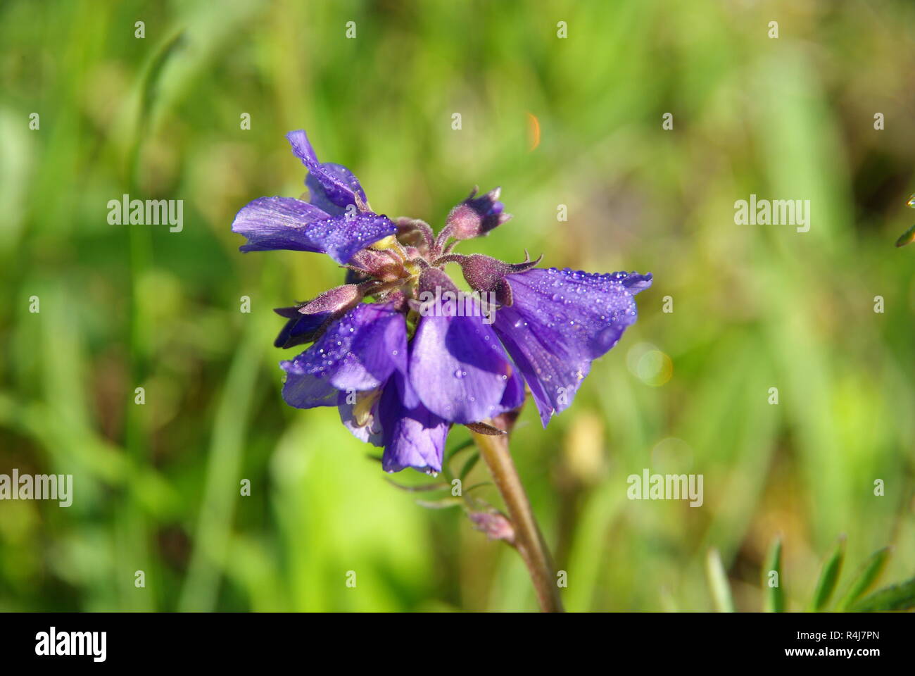 Beautiful mountain flowers. Flora of mountain ranges Stock Photo - Alamy