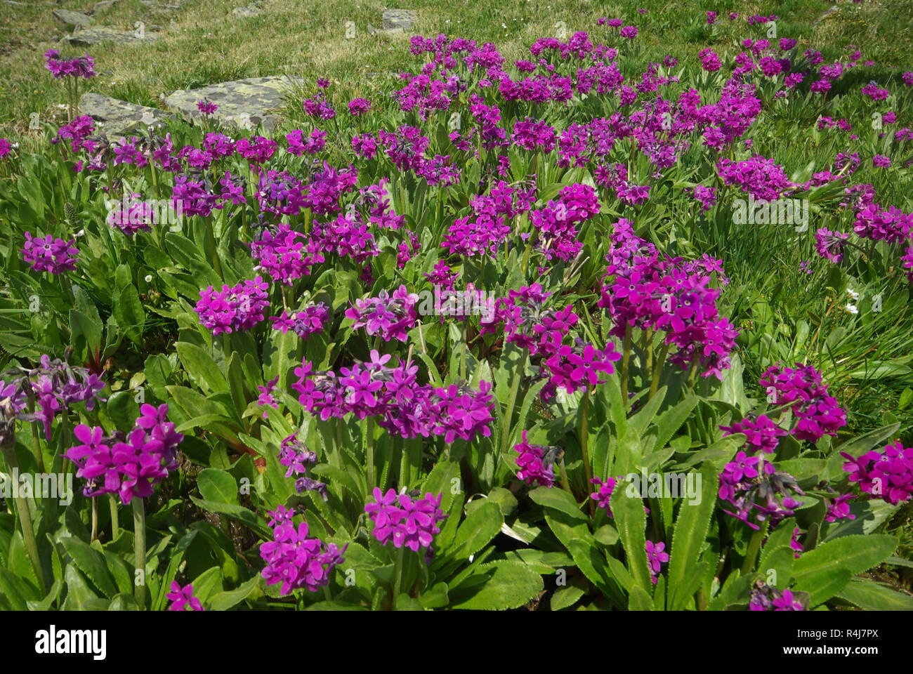 Beautiful mountain flowers. Flora of mountain ranges Stock Photo - Alamy
