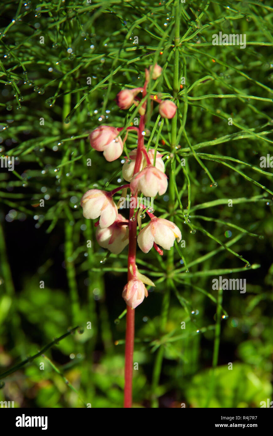 Beautiful mountain flowers. Flora of mountain ranges Stock Photo - Alamy