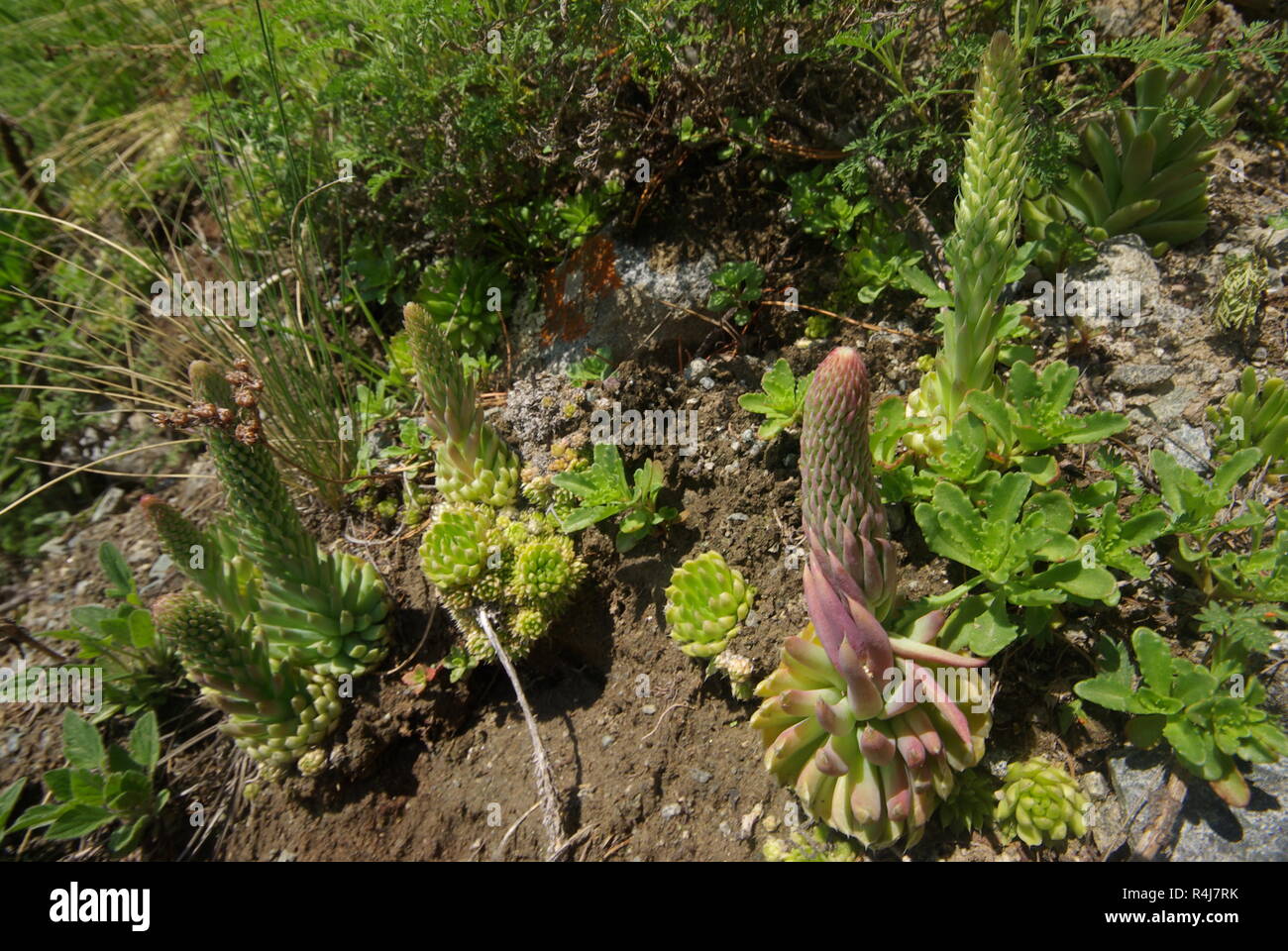 Beautiful mountain flowers. Flora of mountain ranges Stock Photo - Alamy