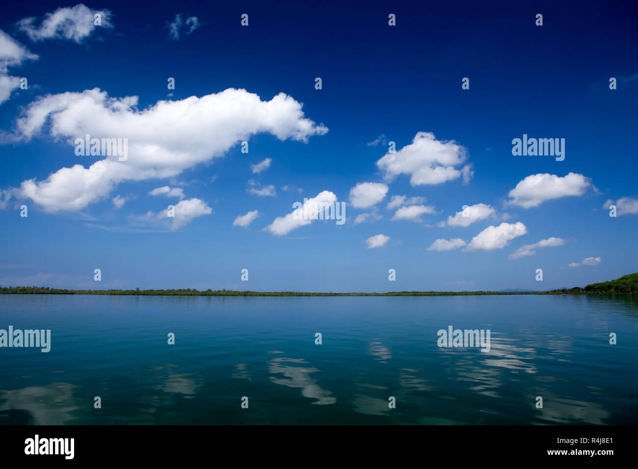 mangrove forest on the island view from sea Stock Photo - Alamy