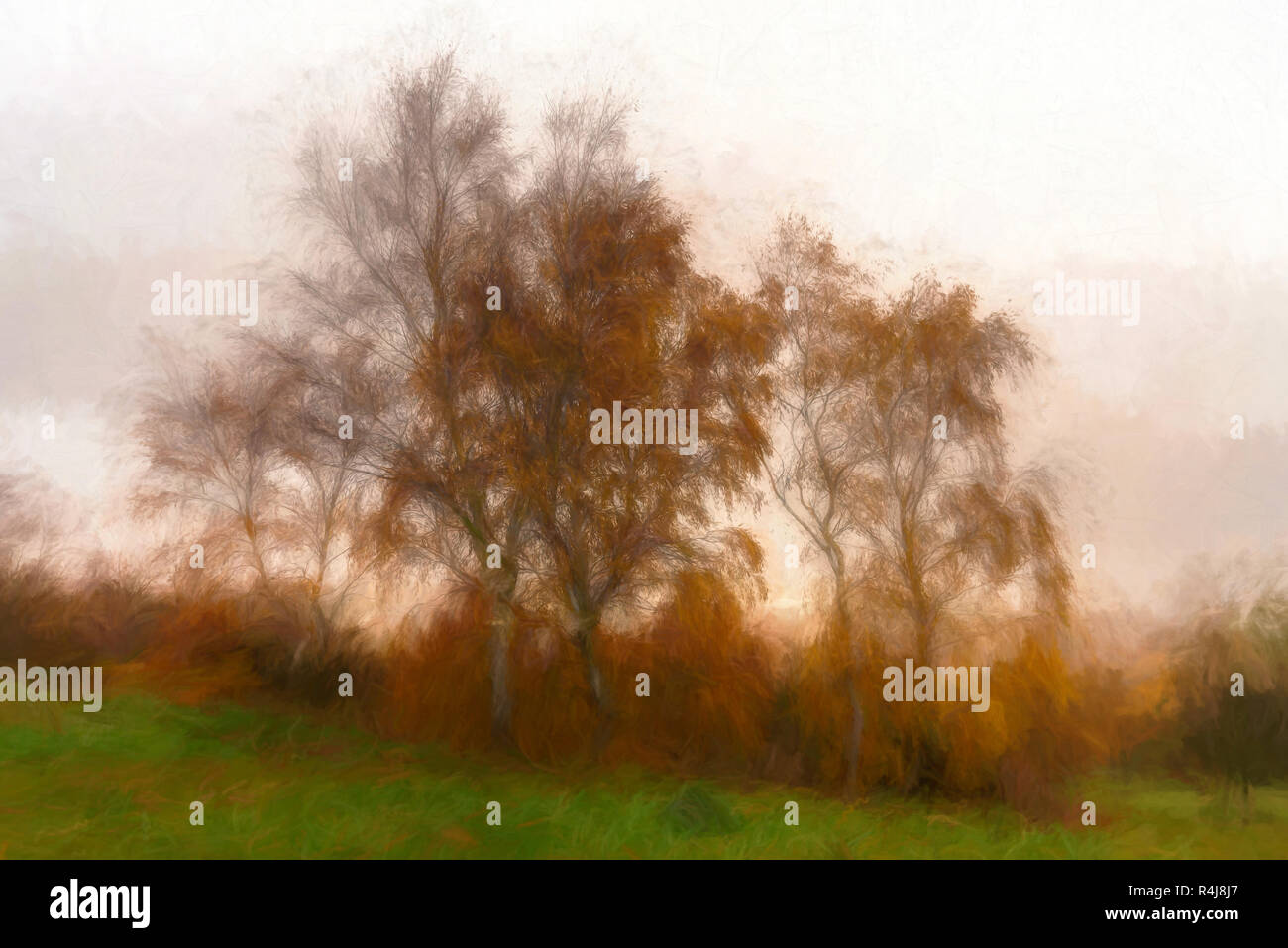 Copper birch hi-res stock photography and images - Alamy