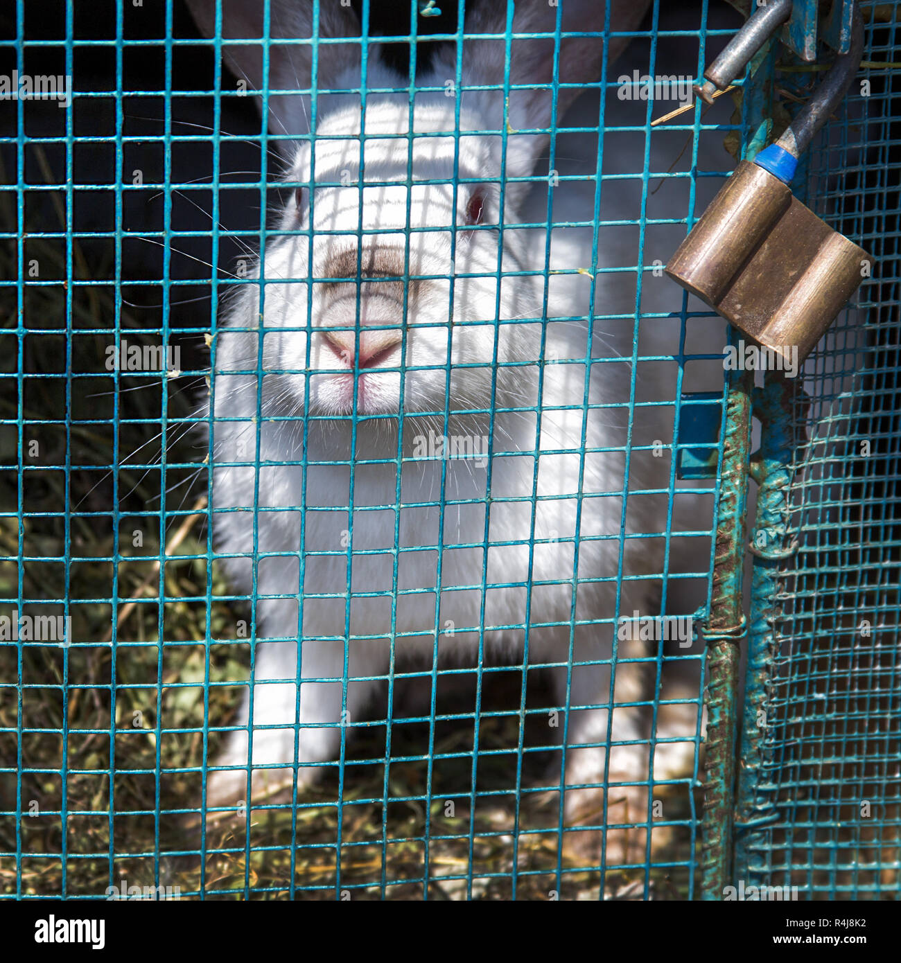 Rabbit sits in cage hi-res stock photography and images - Alamy