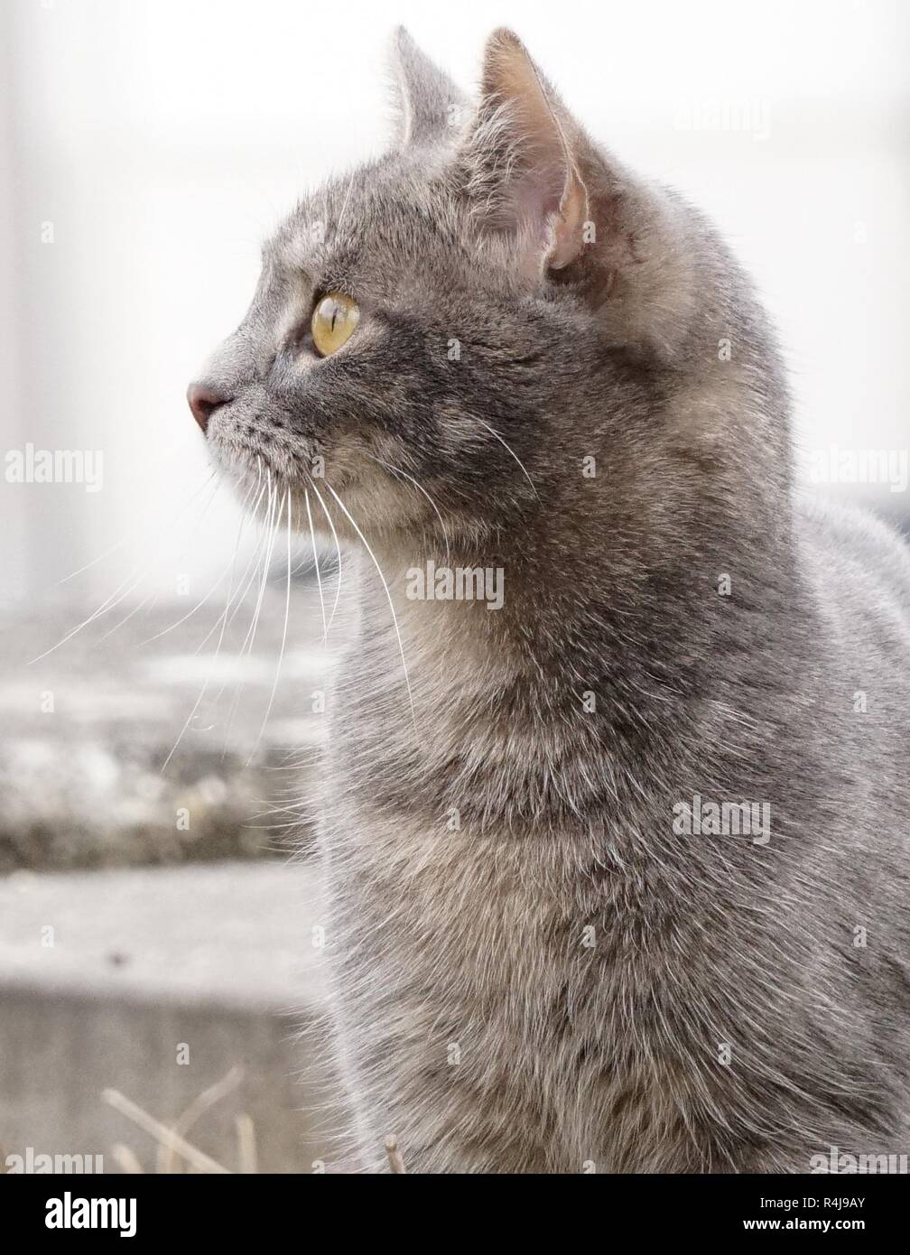 portrait of a stubentiger Stock Photo - Alamy