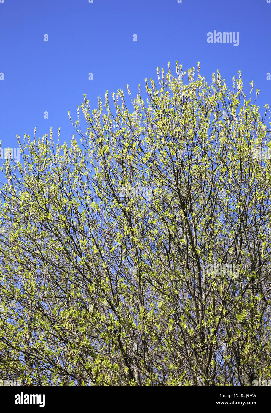 Toropets hi-res stock photography and images - Alamy