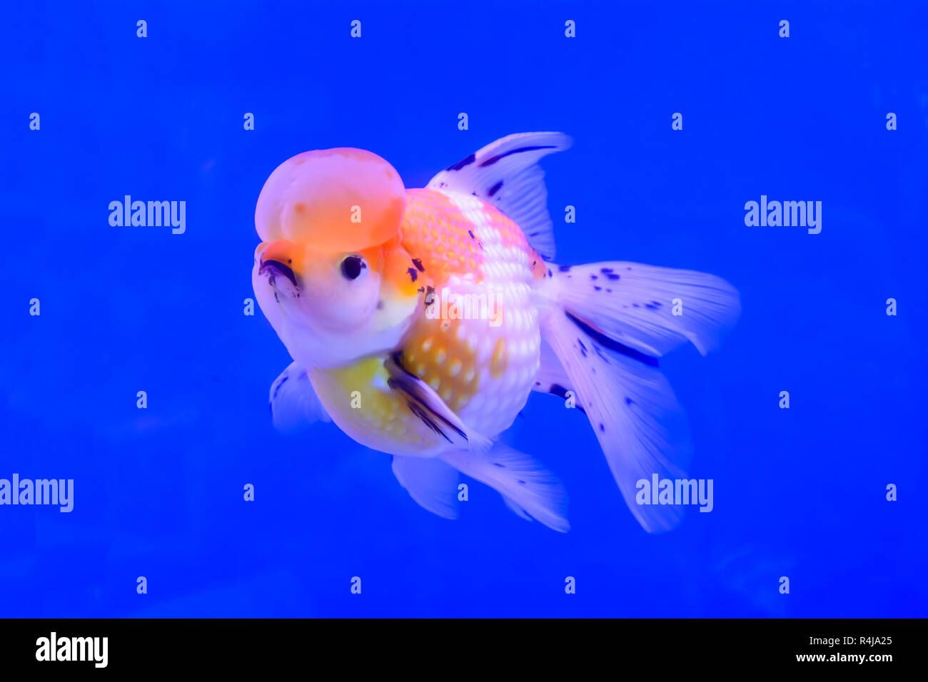 Ranchu goldfish hi-res stock photography and images - Alamy