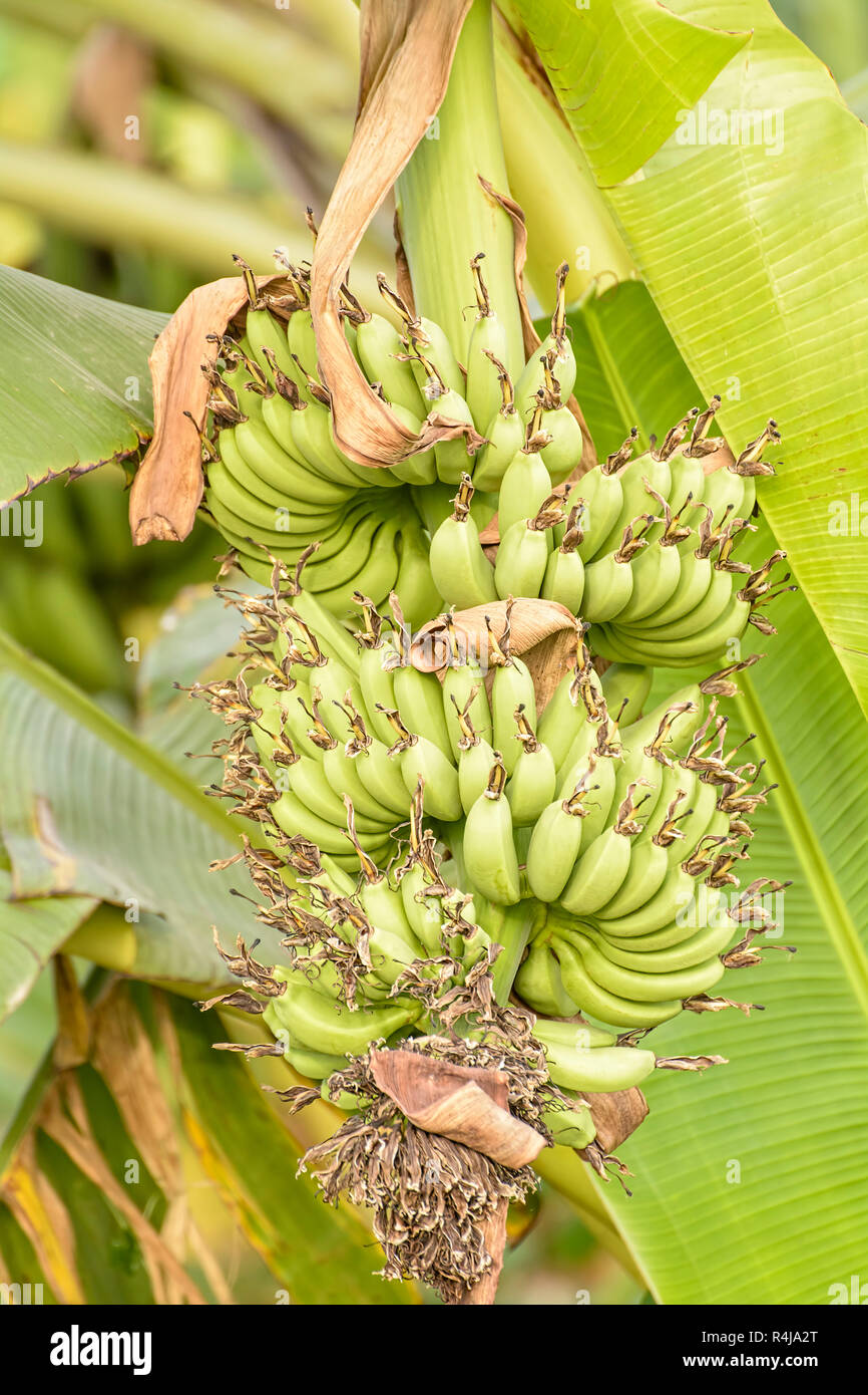 Banana on a tree Stock Photo - Alamy