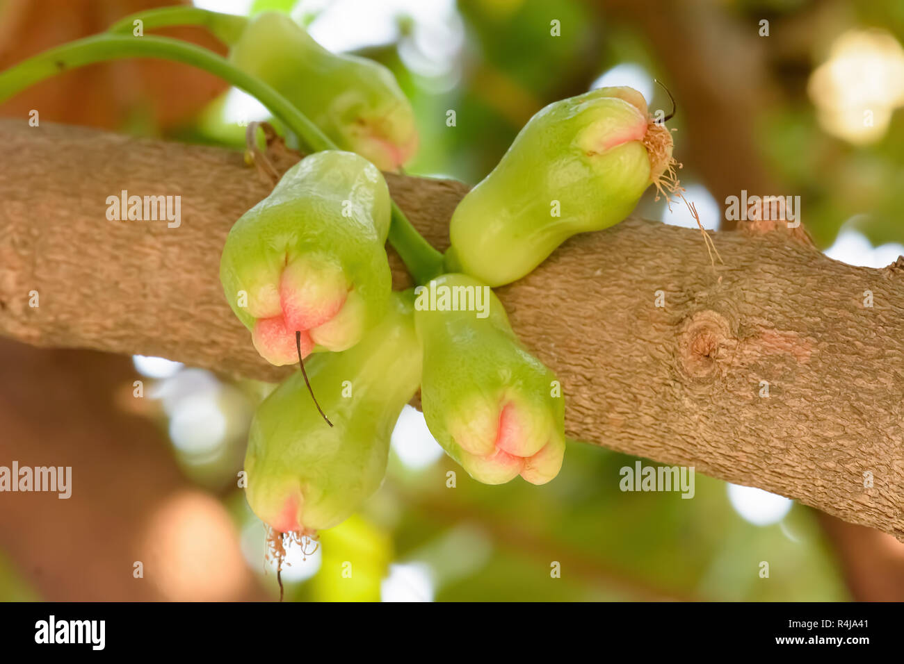 Rose under apple tree hi-res stock photography and images - Alamy