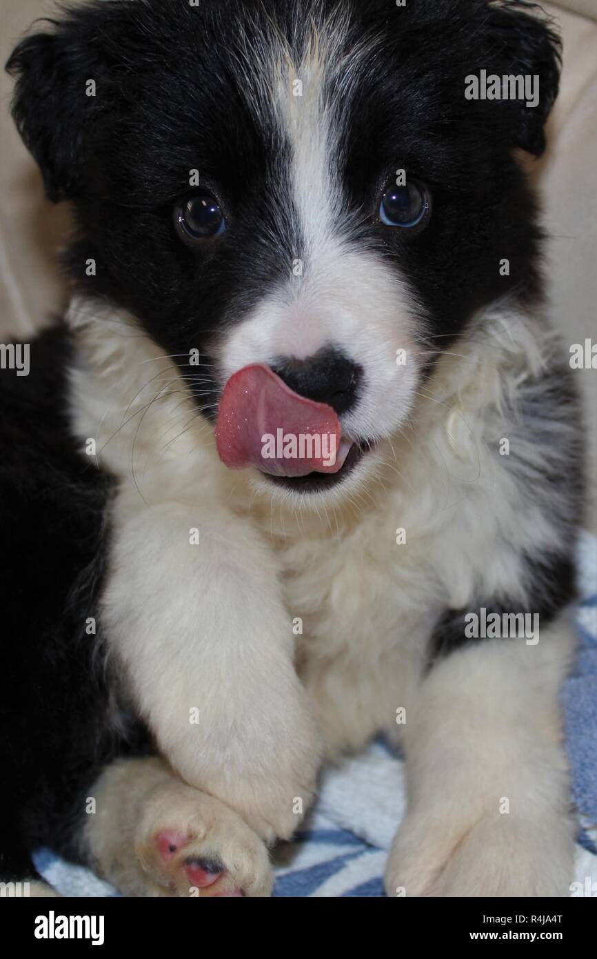 Male border collie hi-res stock photography and images - Alamy