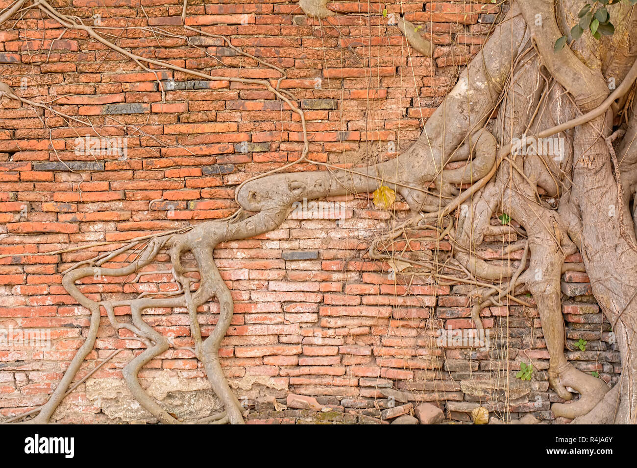 Stone wall & tree roots texture Stock Photo - Alamy