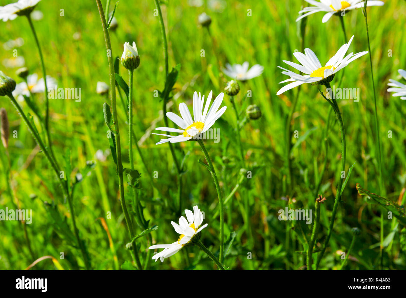 Group blossoming camomile flower hi-res stock photography and images ...