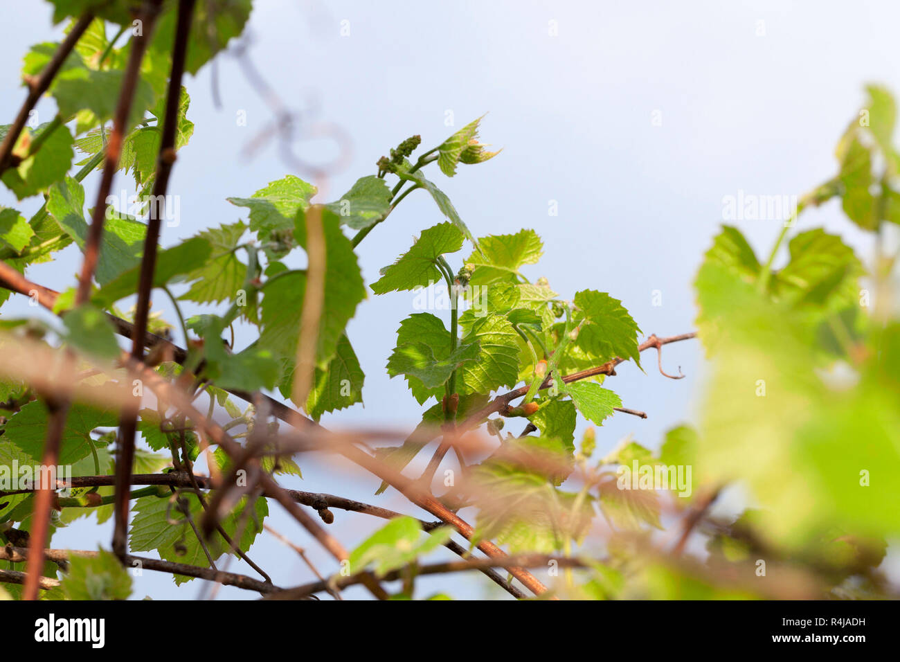 green grape leaves Stock Photo - Alamy