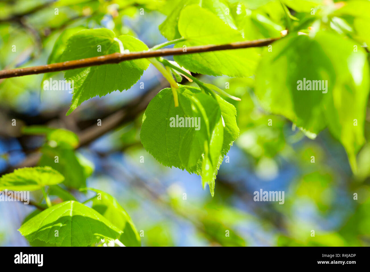 Linden tree seed hi-res stock photography and images - Alamy