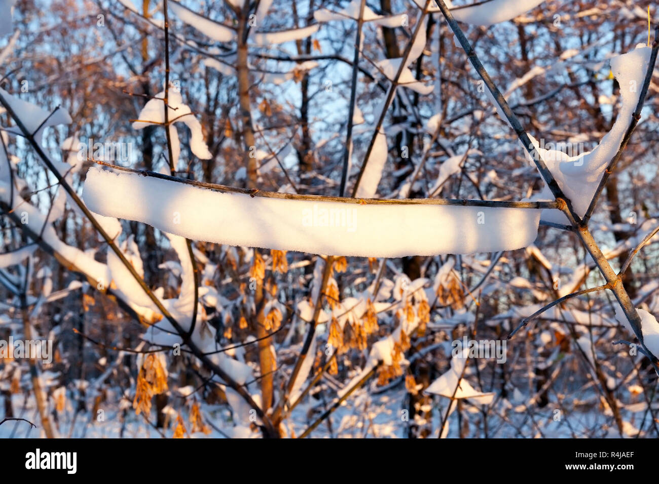 trees in the snow Stock Photo - Alamy