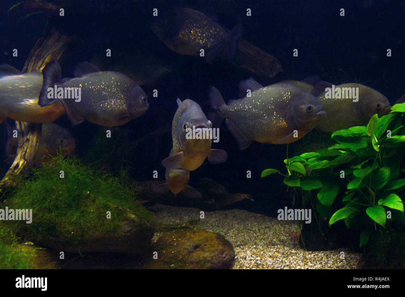 Piranha fish group hi-res stock photography and images - Alamy