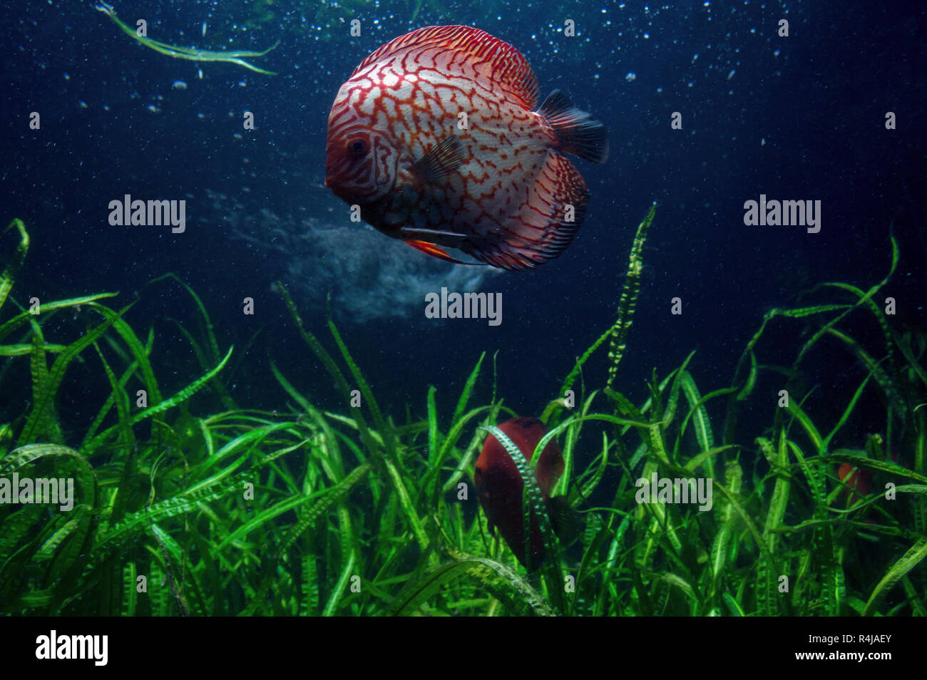 Water flora and fauna of the red sea hi-res stock photography and ...