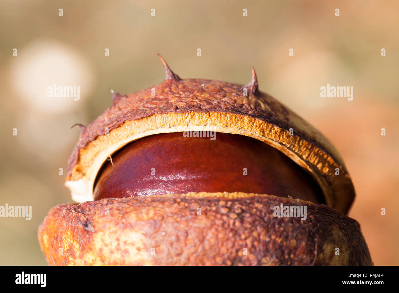 spikes fruit chestnut Stock Photo - Alamy