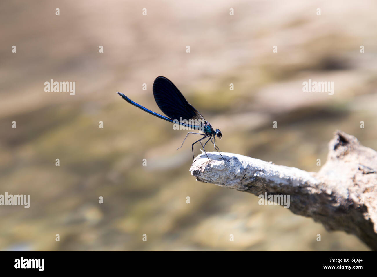 Dragonfly on limp hi-res stock photography and images - Alamy