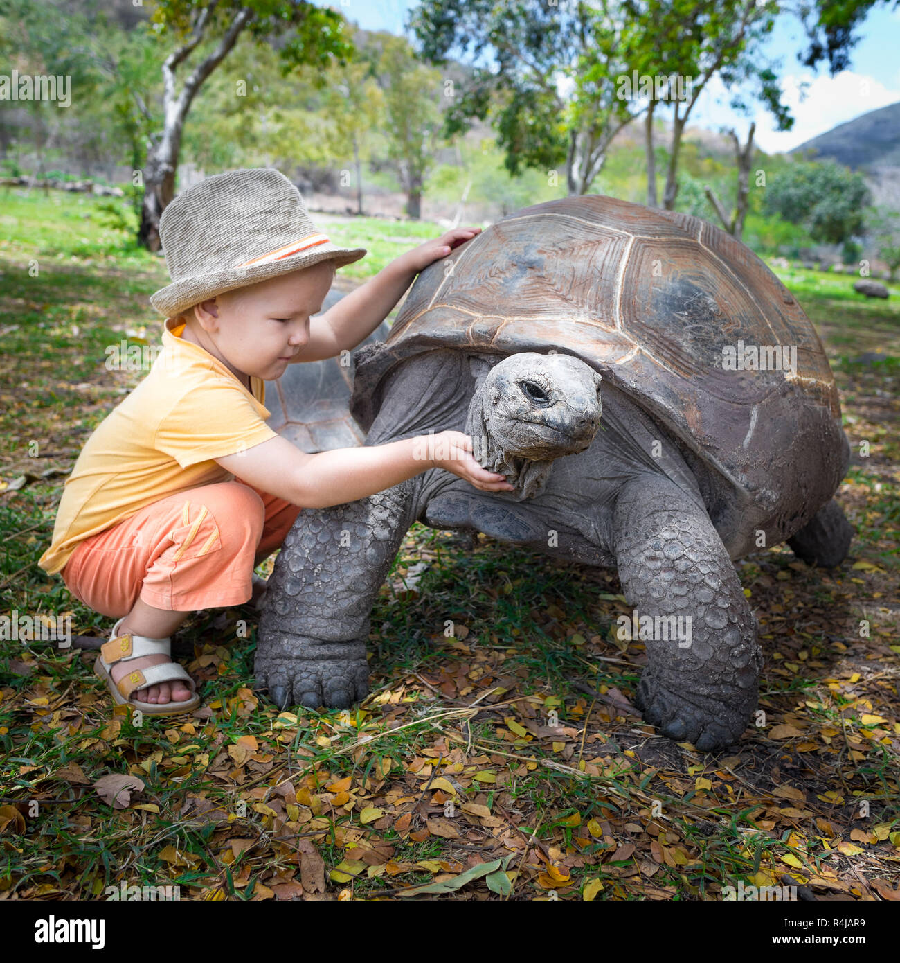Aldabra giant tortoise and child Stock Photo - Alamy
