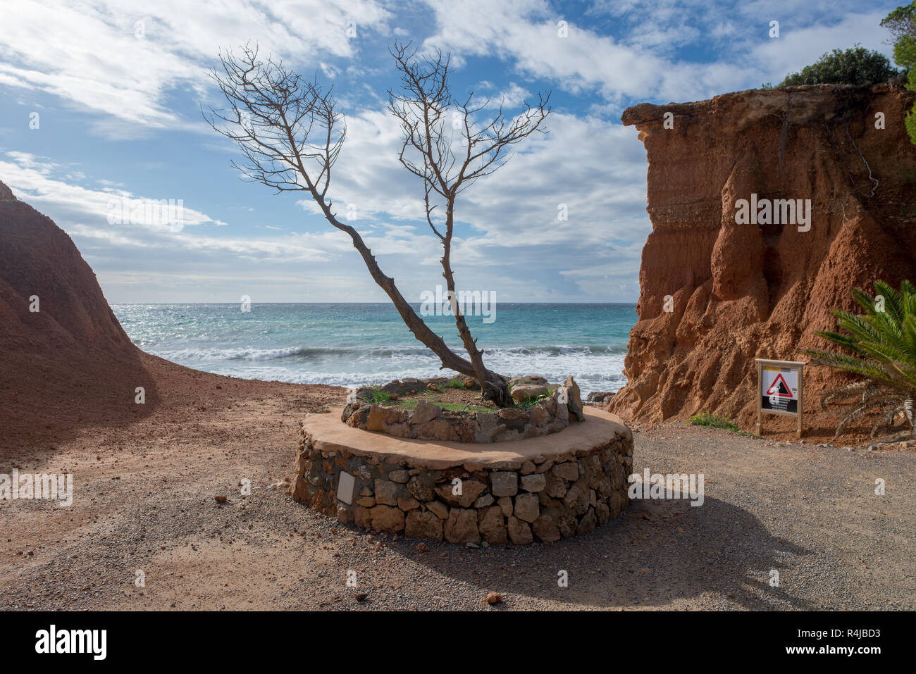 Solitary tree in the cala sa caleta, Ibiza, Spain Stock Photo - Alamy