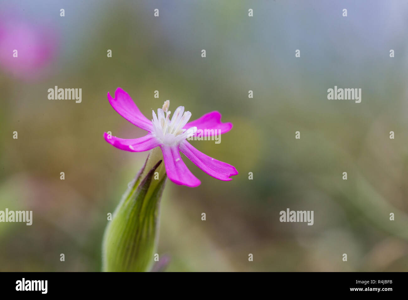 The rare Sand Catchfly (Silene conica Stock Photo - Alamy