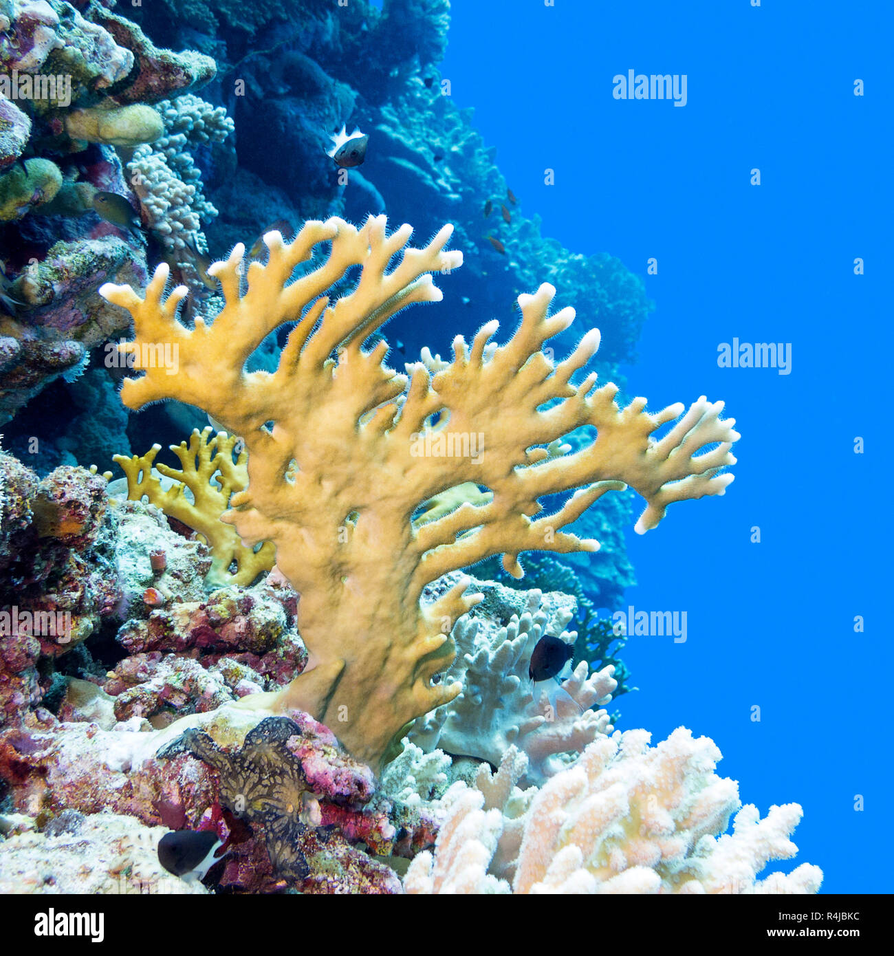 Coral reef with yellow fire coral in tropical sea, underwater Stock ...
