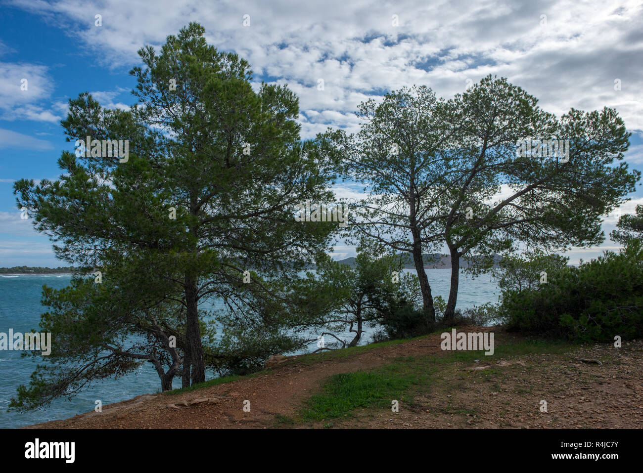 Tree next to the coast of Cala Sa caleta, Ibiza, Spain Stock Photo - Alamy