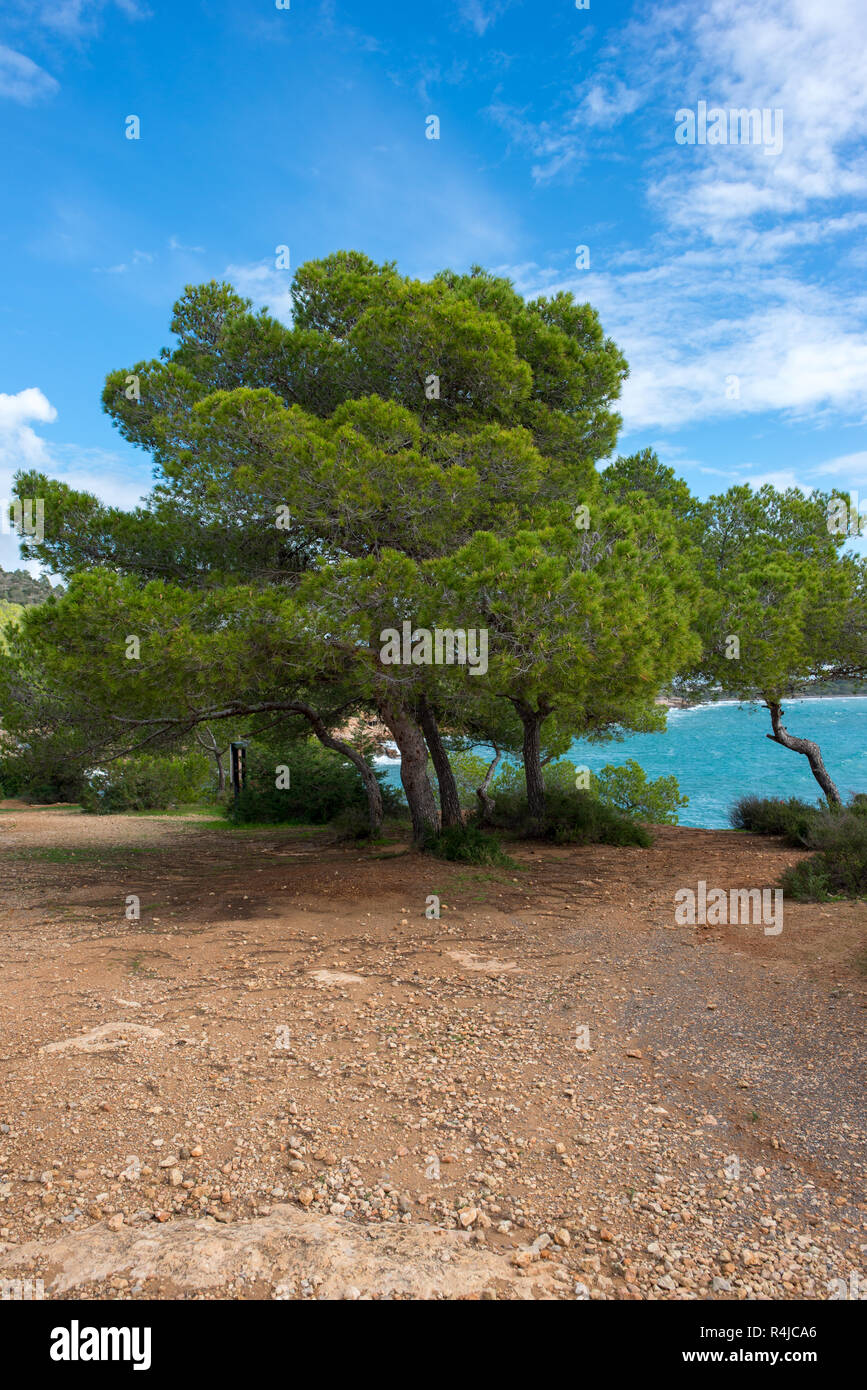 Tree next to the coast of Cala Sa caleta, Ibiza, Spain Stock Photo - Alamy