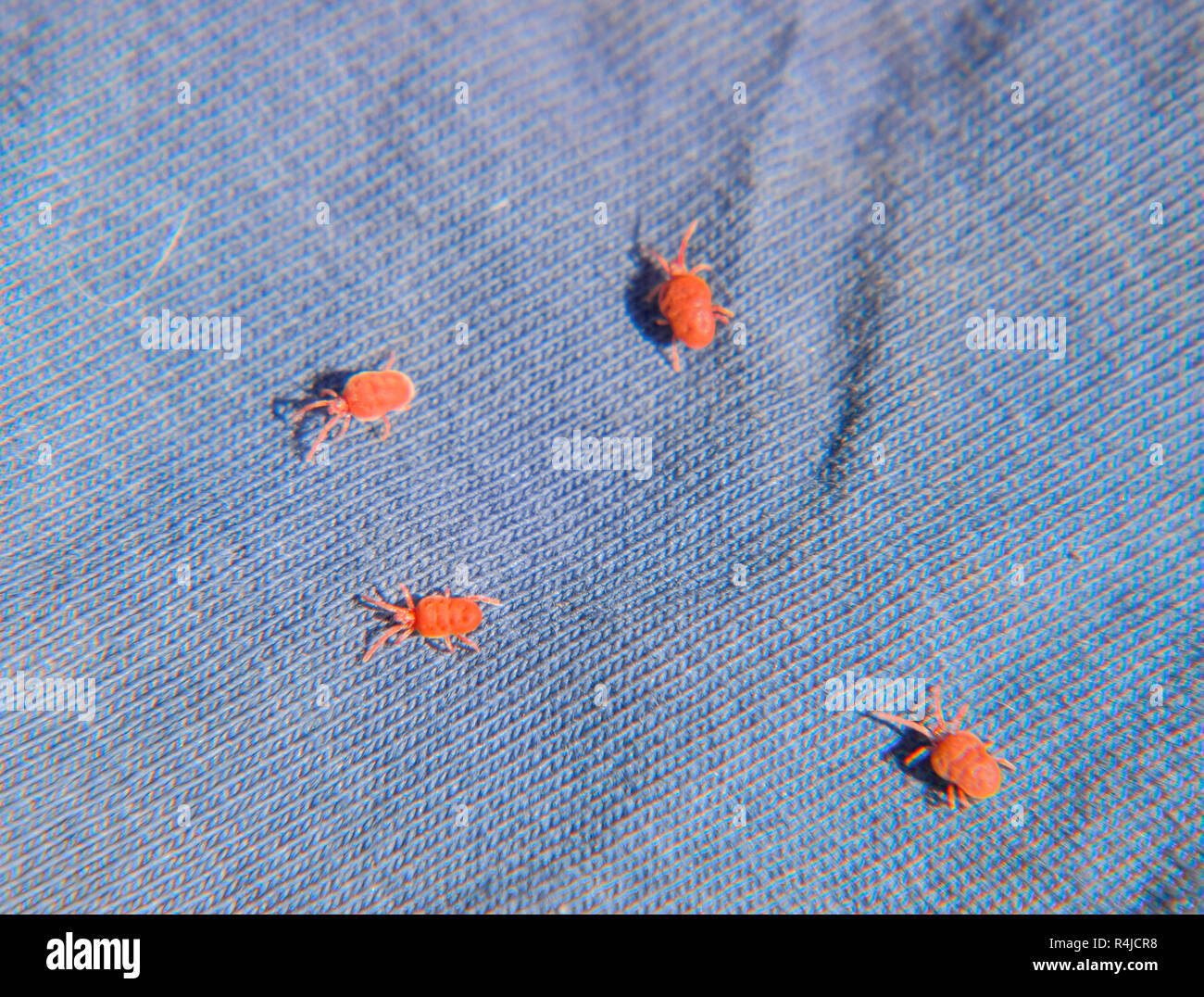 Close up macro Red velvet mite or Trombidiidae, Red velvet mite Stock ...