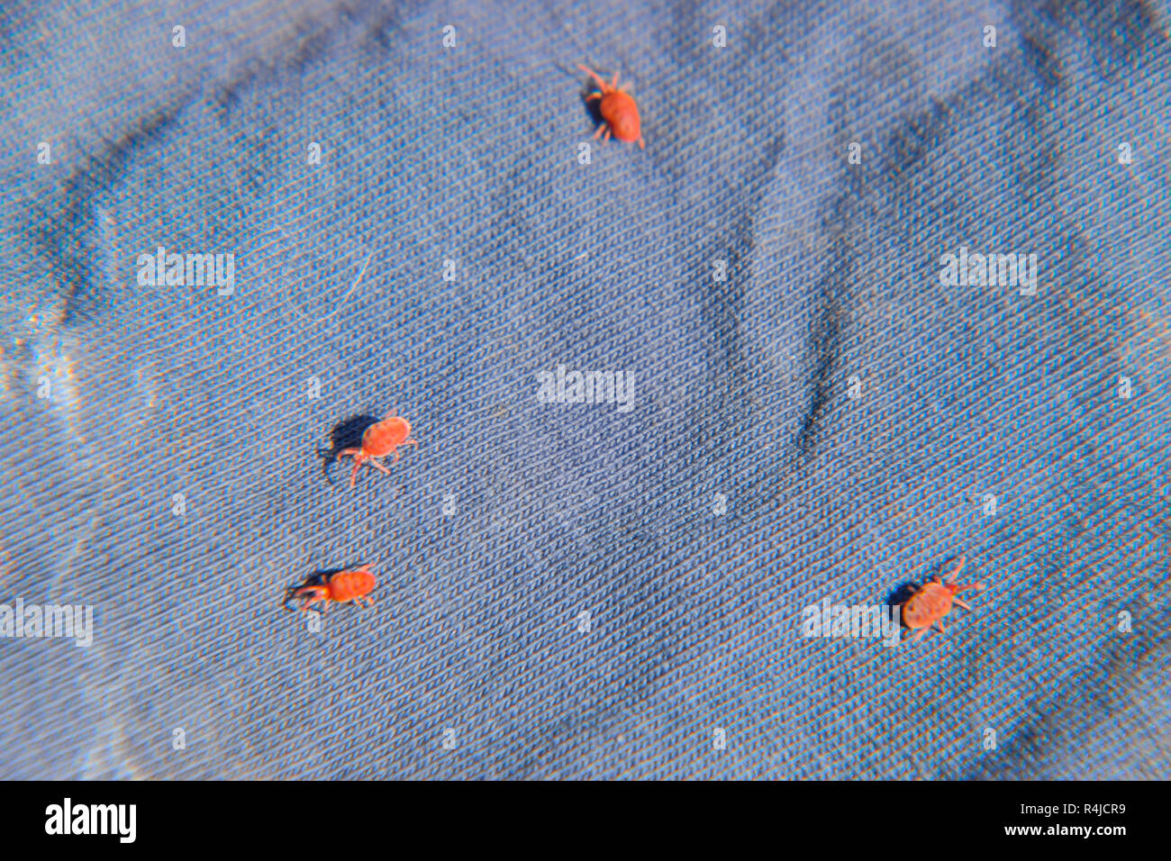Close up macro Red velvet mite or Trombidiidae, Red velvet mite Stock ...
