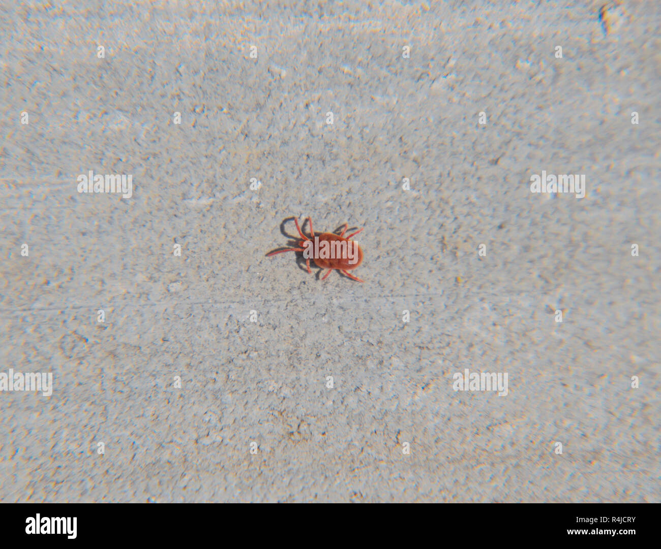 Close up macro Red velvet mite or Trombidiidae Stock Photo - Alamy