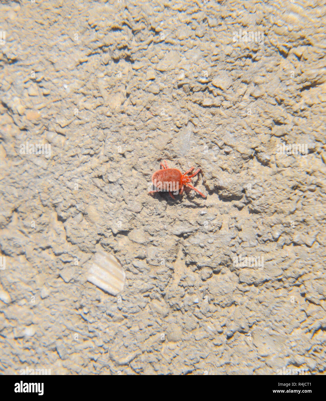 Close up macro Red velvet mite or Trombidiidae Stock Photo - Alamy