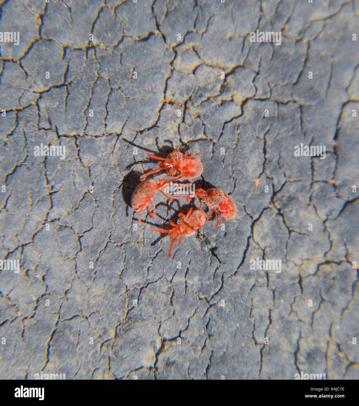 Close up macro Red velvet mite or Trombidiidae Stock Photo - Alamy
