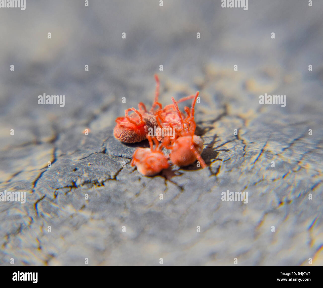 Close up macro Red velvet mite or Trombidiidae Stock Photo - Alamy